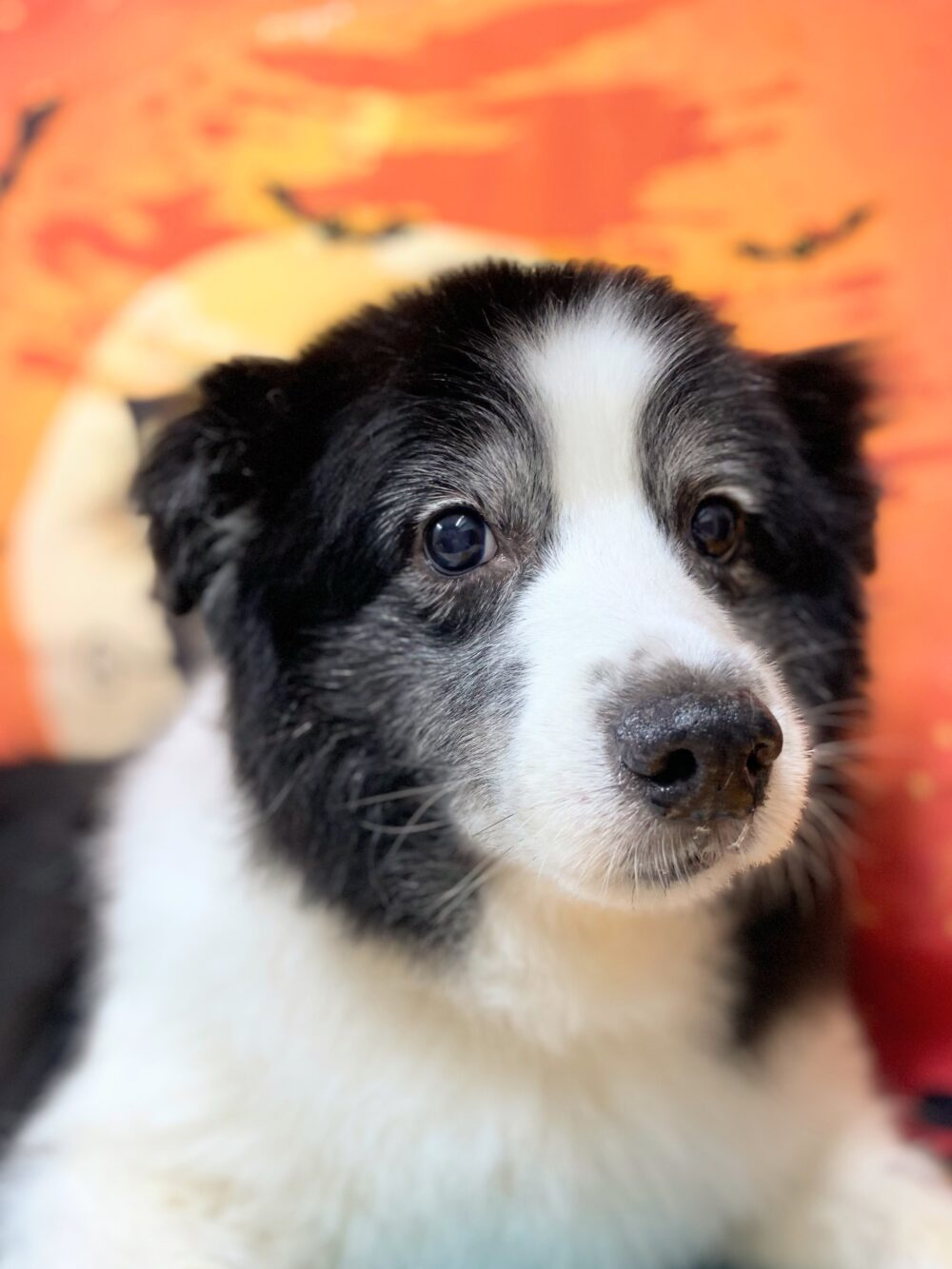 トリミングのお客様 - 出張トリミング専門｜トリミングカー｜Resh-リッシュ-